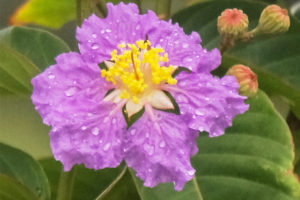 Official Website of Maharashtra Nature Park Society