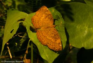 फुलपाखरू प्रदर्शन - Maharashtra Nature Park Society
