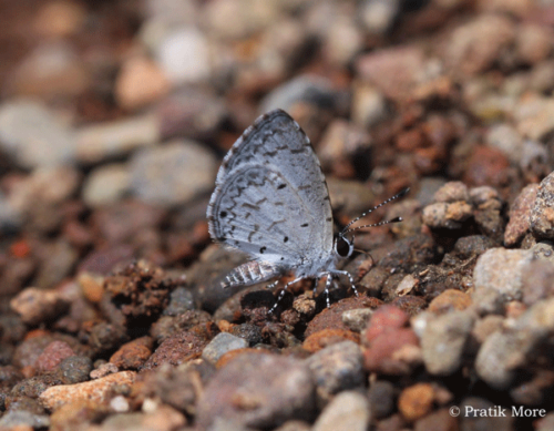 फुलपाखरू प्रदर्शन - Maharashtra Nature Park Society