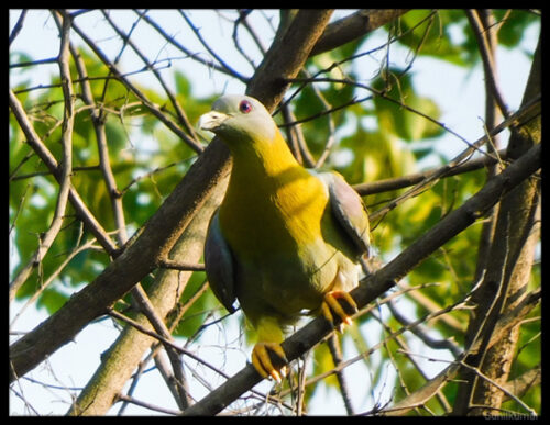 Pakshi Saptah Photography exhibition - Maharashtra Nature Park Society