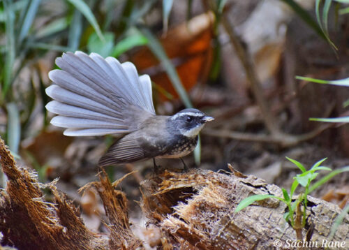 Pakshi Saptah Photography exhibition - Maharashtra Nature Park Society